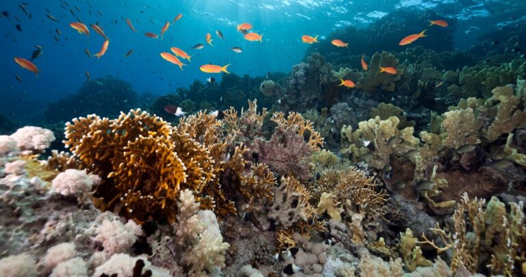 30 Amazing & Stunning Sea Plants In The Ocean!