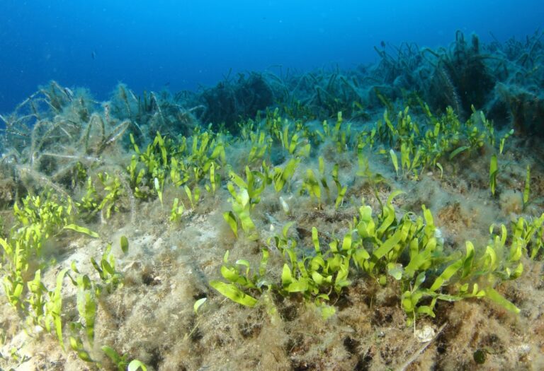 30 Amazing & Stunning Sea Plants In The Ocean!