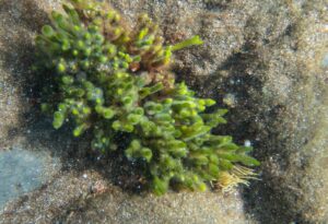 30 Amazing & Stunning Sea Plants In The Ocean!