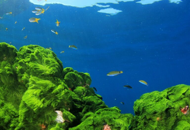 30 Amazing & Stunning Sea Plants In The Ocean!