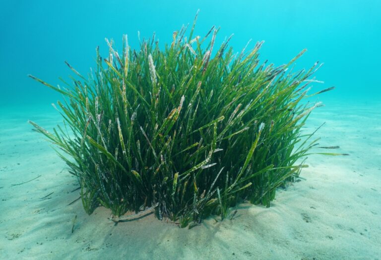 30 Amazing & Stunning Sea Plants In The Ocean!