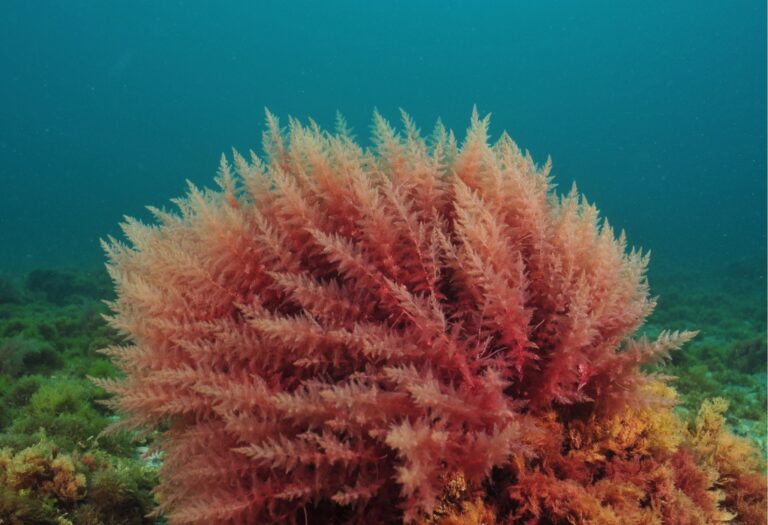 30 Amazing & Stunning Sea Plants In The Ocean!