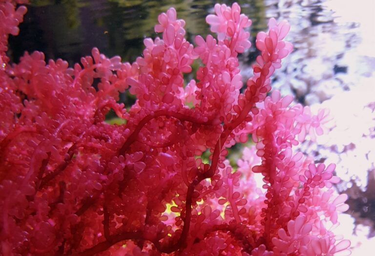 30 Amazing & Stunning Sea Plants In The Ocean!