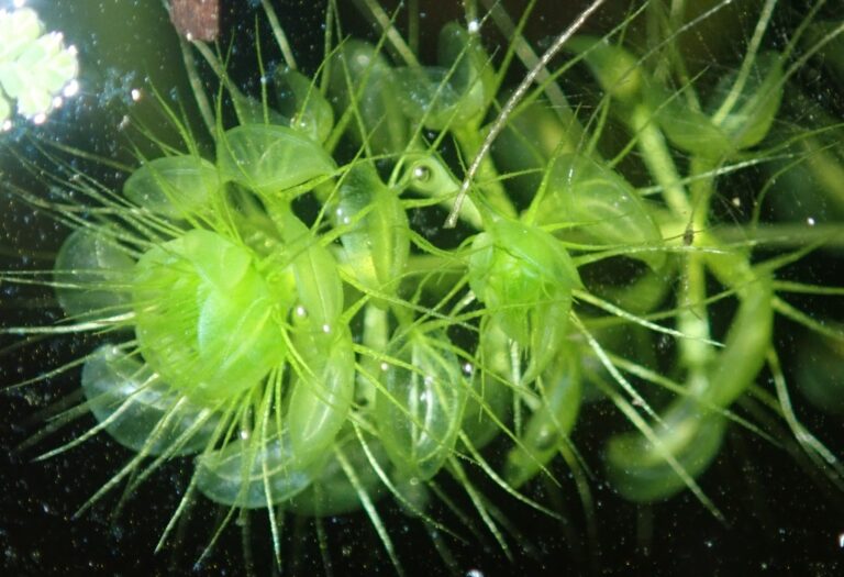 30 Amazing & Stunning Sea Plants In The Ocean!